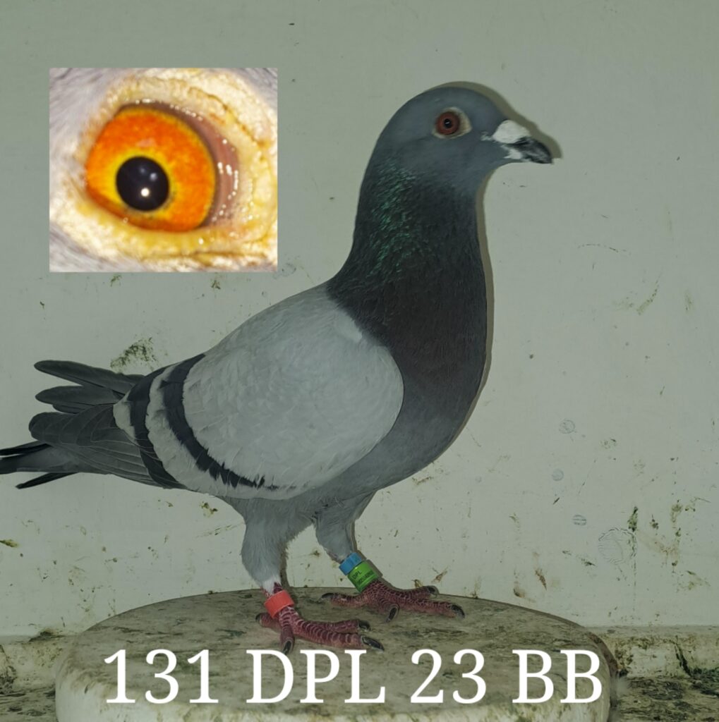 LOT 3: ZA 23 DPL 131 (H) - THE SIRE - Father is Ornat & Soraia, super Ganus, This cock is 3 x ...