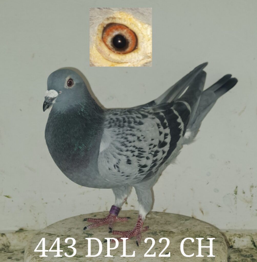 LOT 1: ZA 22 DPL 443 (H) - SUPER RACERS FOR DPL LOFTS - BRED FROM THE VERY BEST TOM LOCK ...