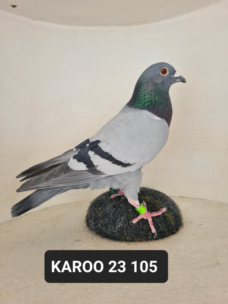 LOT 4: ZA 23 KAROO 105 (C) - Entered by: Karoo Hokke - 49TH RACE 3 ...