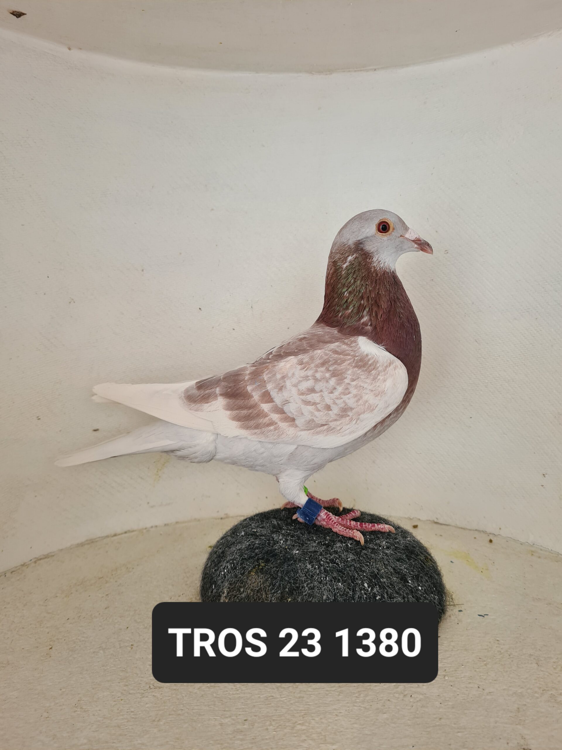 LOT 83: ZA 23 TROS 1380 (H) - Entered by: Tros Synd - 96th RACE 4 ...