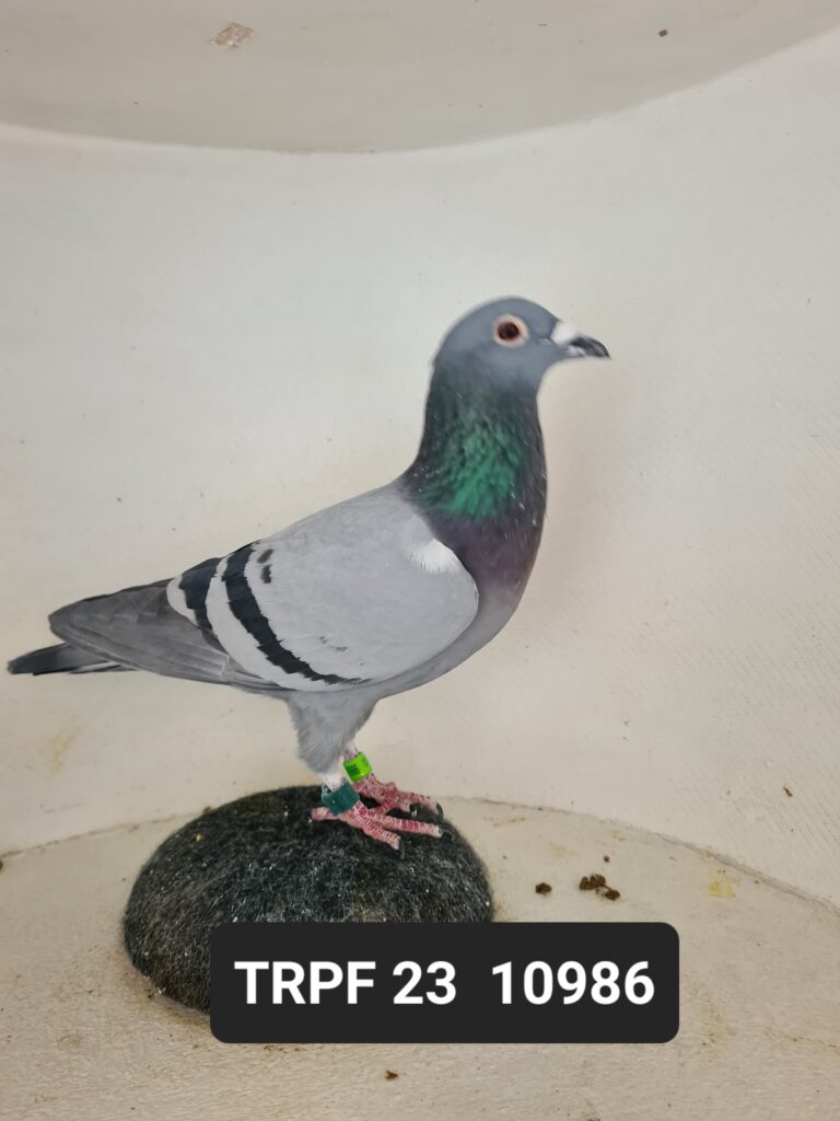 LOT 57: ZA 23 TRPF 10986 (H) - Entered by: GP & WN Goosen - 56TH FINAL ...