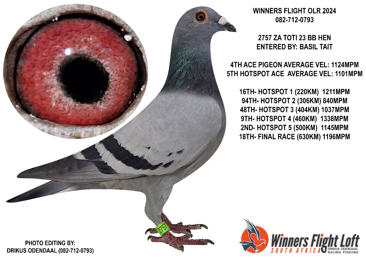 LOT 8: ZA 23 TOTI 2757 (H) - ENTERED BY: BASIL TAIT - 4TH ACE PIGEON - 5TH HOTSPOT ACE PIGEON ...