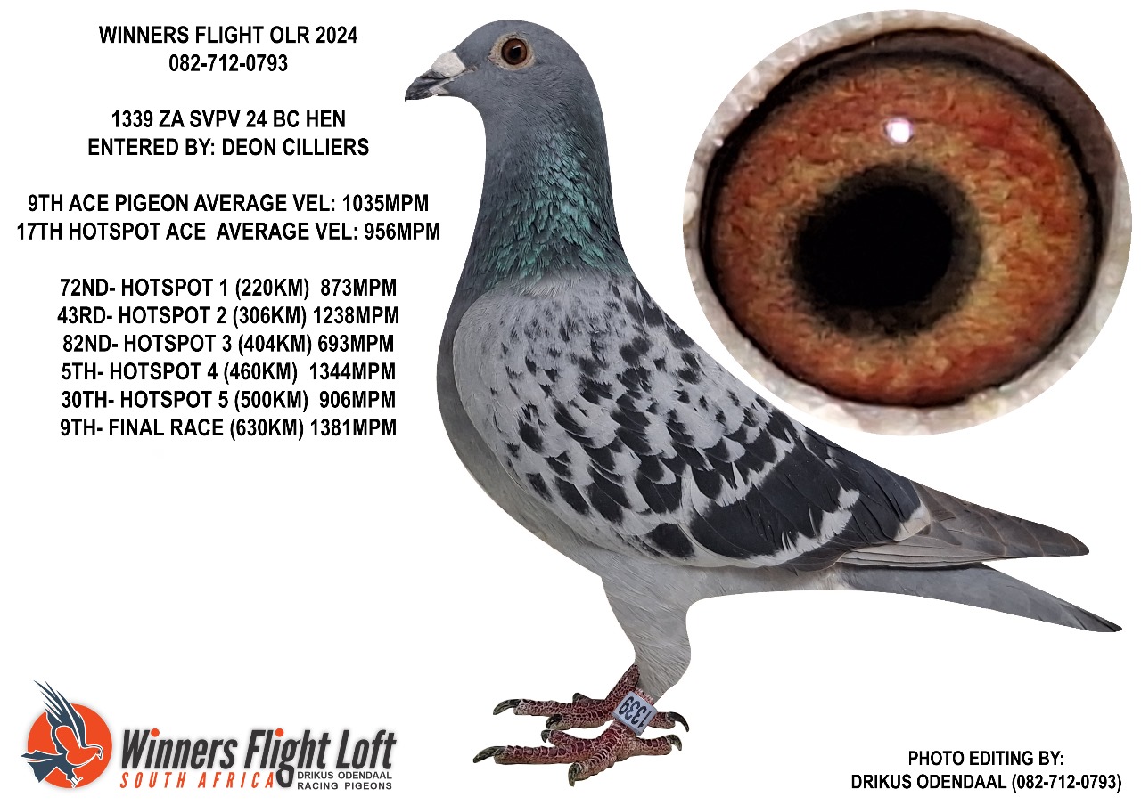LOT 12: ZA 24 SVPV 1339 (H) - ENTERED BY: DEON CILLIERS - 9TH ACE PIGEON - 17TH HOTSPOT ACE ...