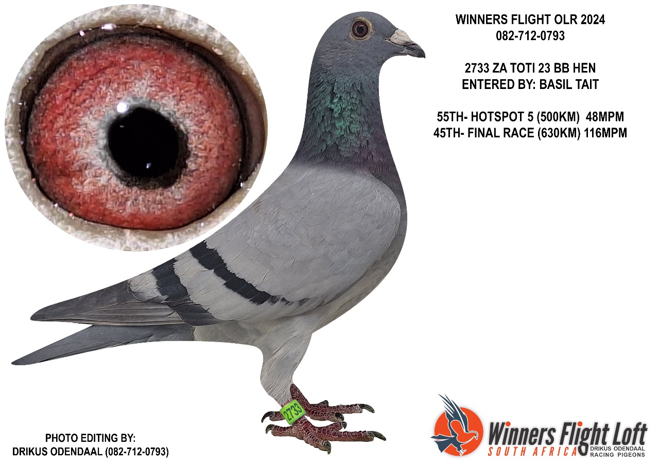 LOT 37: ZA 23 TOTI 2733 (H) - ENTERED BY: BASIL TAIT - STUDY THE ...