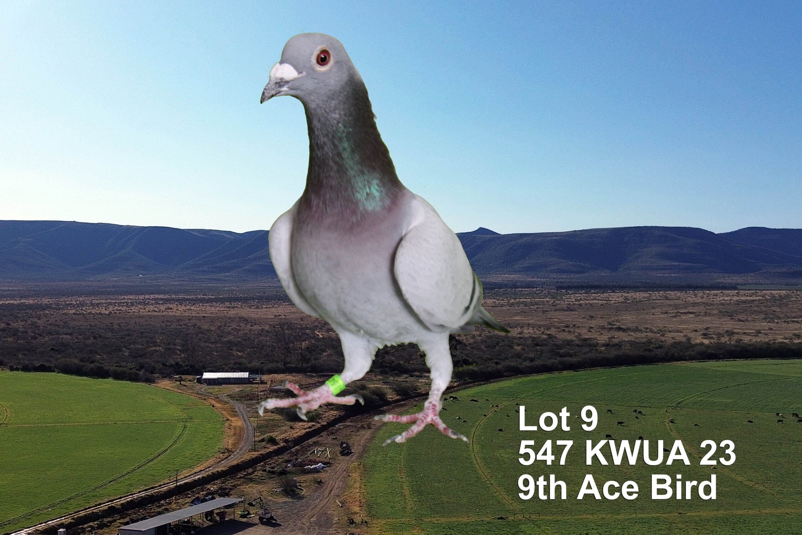 LOT 9: ZA 24 KWUA 547 (C) - ENTERED BY: JANNIE LATEGAN - 13TH RACE 1 ...