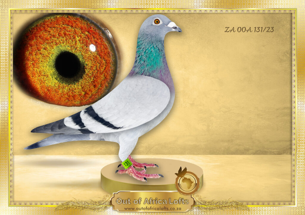 LOT 7: ZA OOA 131/23 (C) - “ BEST OF CARELLY X 810 “ - ABSOLUTE CLASS ...