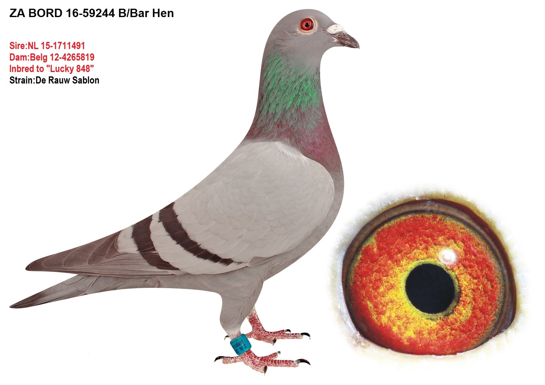 LOT 9: ZA 59244/16 (H) - “ 4 X LUCKY 848 “ - Great producer for the late D Van Niekerk and ...