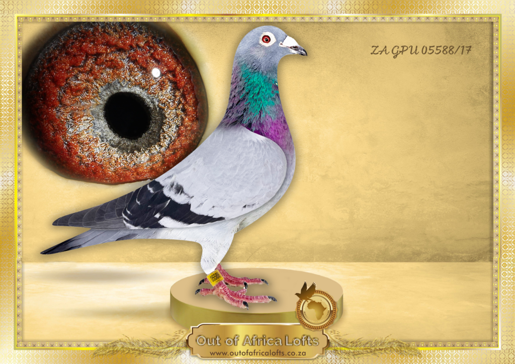 LOT 8: ZA GPU 05588/17 (H) - “ ACE X ACE “ - ZA GPU 05588/17 - 1st Club, 1st Union, Winburg ...