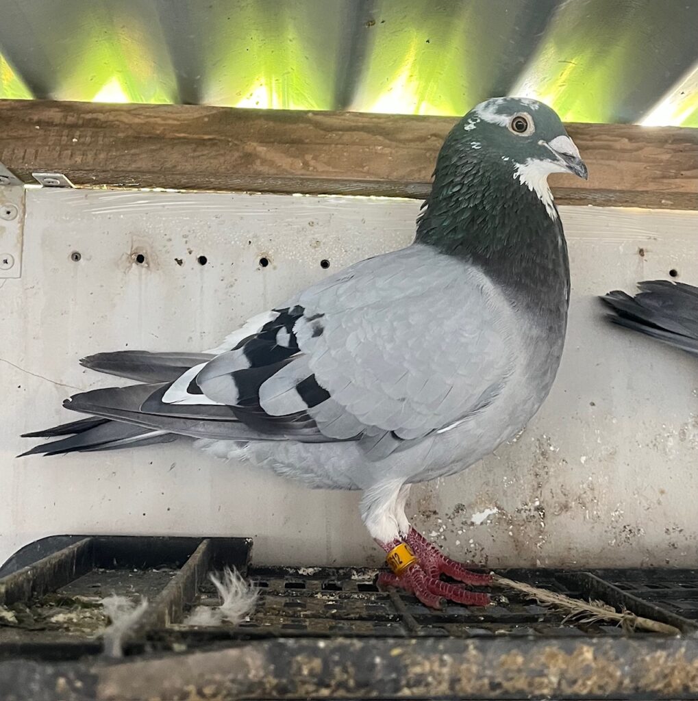 Auctions Ending Soon | Racing Pigeons | Best Pigeon