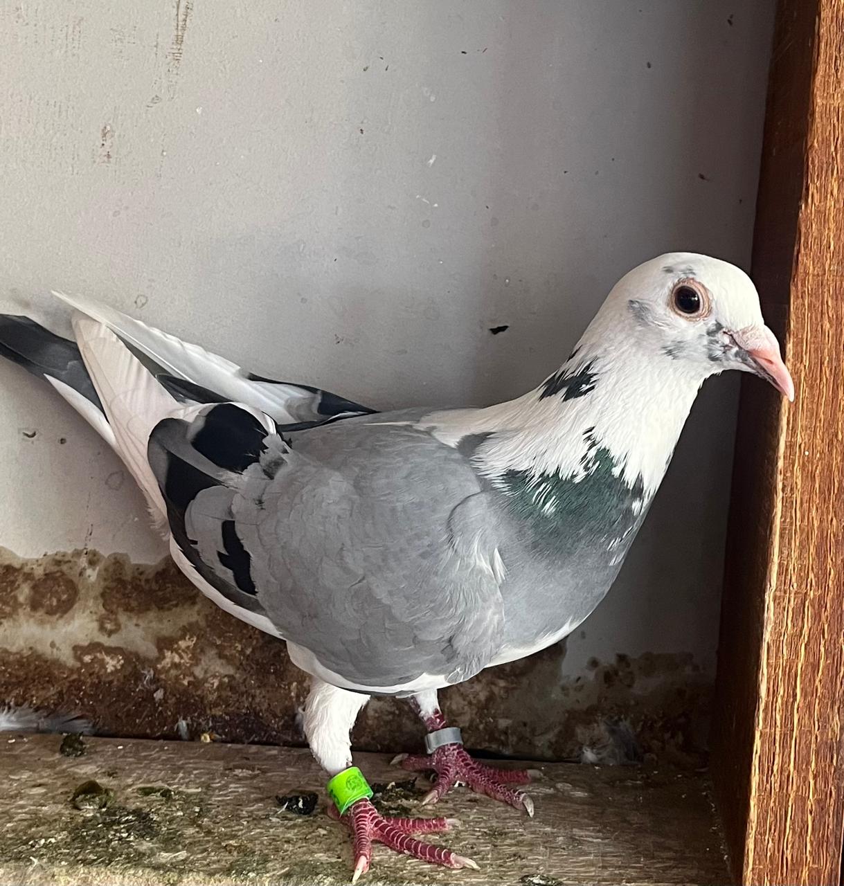 LOT 6: ZA 23 GPU 7175 (H) - THE SIRE: BRED FROM THE VERY BEST OF BLOU ...