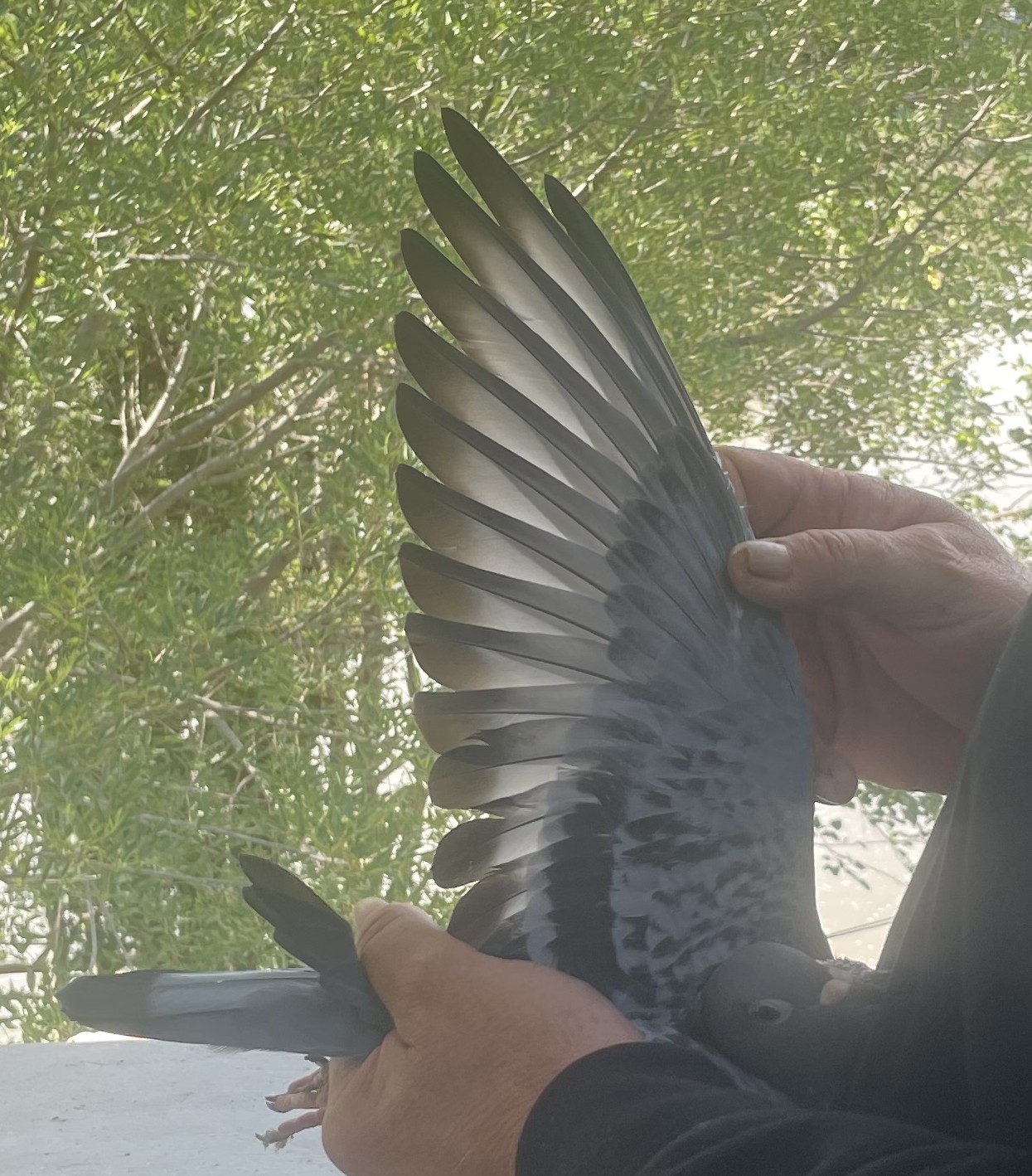 LOT 4: ZA CARNIVAL 2203/24 (H) - “ WHAT A WEBSTER “ - * On flight 10 ...