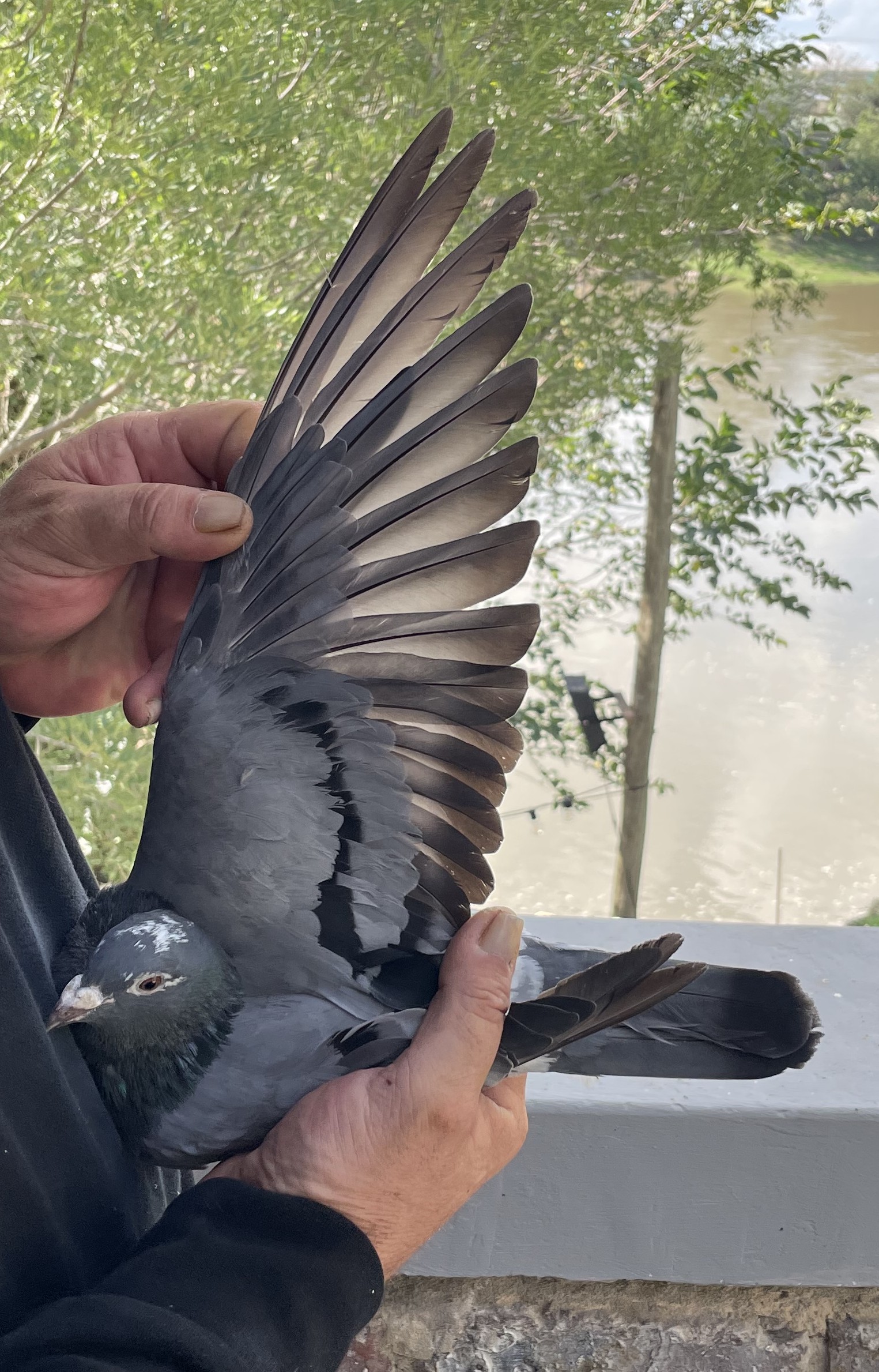 LOT 6: ZA VPU 9830/23 (H) - “ SUPER GANUS “ - Superb handler. Fantastic ...