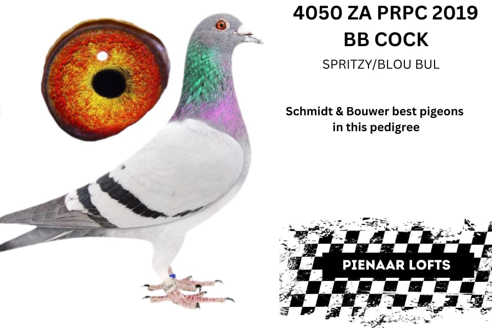 LOT 1: ZA 19 PRPC 4050 (C) - BRED BY FERDIE COETZER FROM THE VERY BEST ...