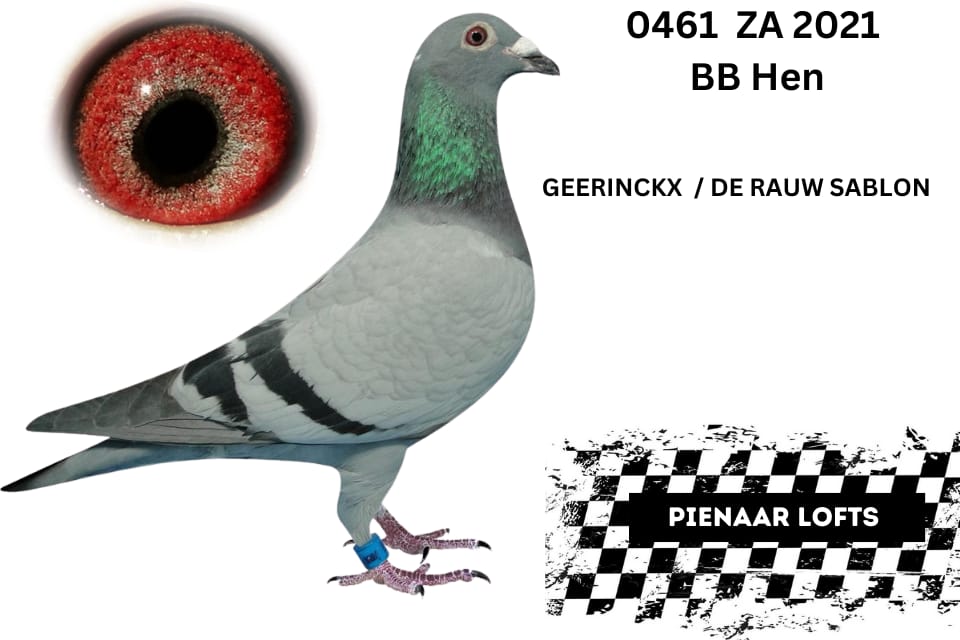 LOT 12: ZA 21 0461 (H) - !!! SEE PEDIGREE !!! - BRED BY DIAMOND PIGEON STUD - BRED FROM THE VERY ...