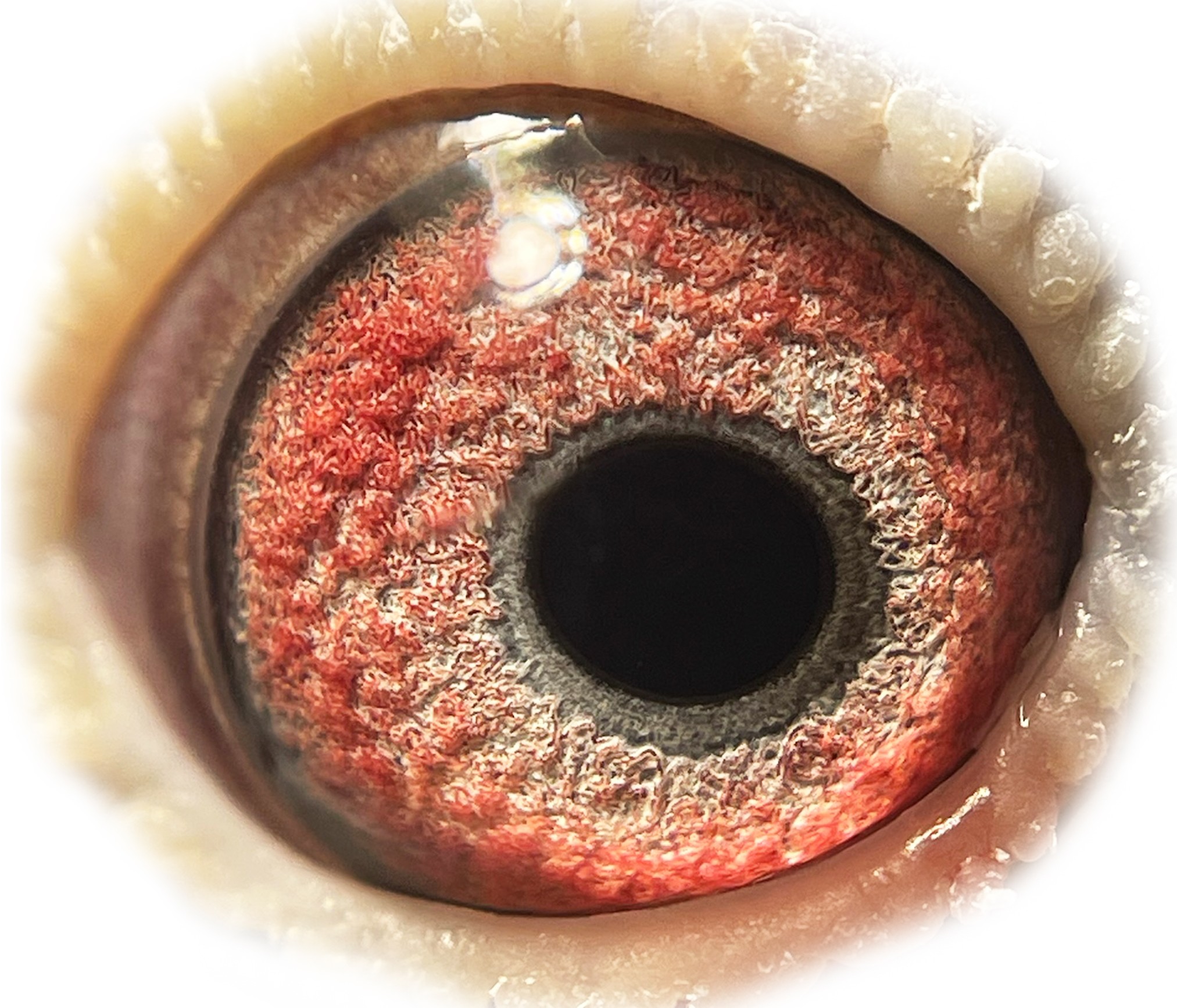 LOT 9: ZA CARNIVAL 2104/24 (H) - “ CARELLY X 810 “ - MY CHOICE! Superb ...