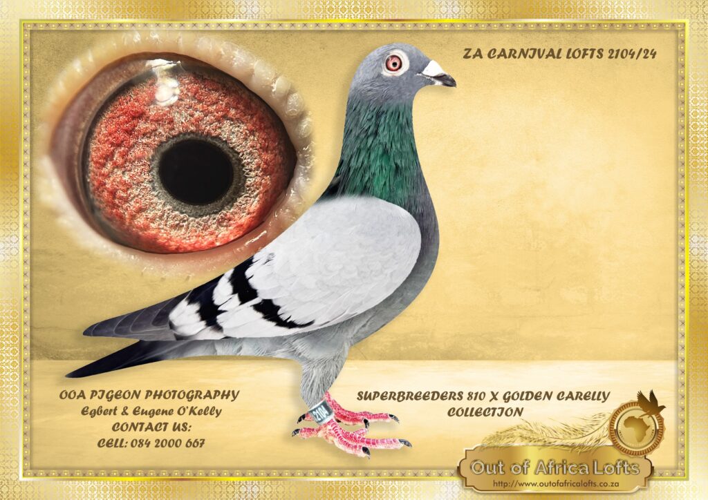 LOT 9: ZA CARNIVAL 2104/24 (H) - “ CARELLY X 810 “ - MY CHOICE! Superb ...