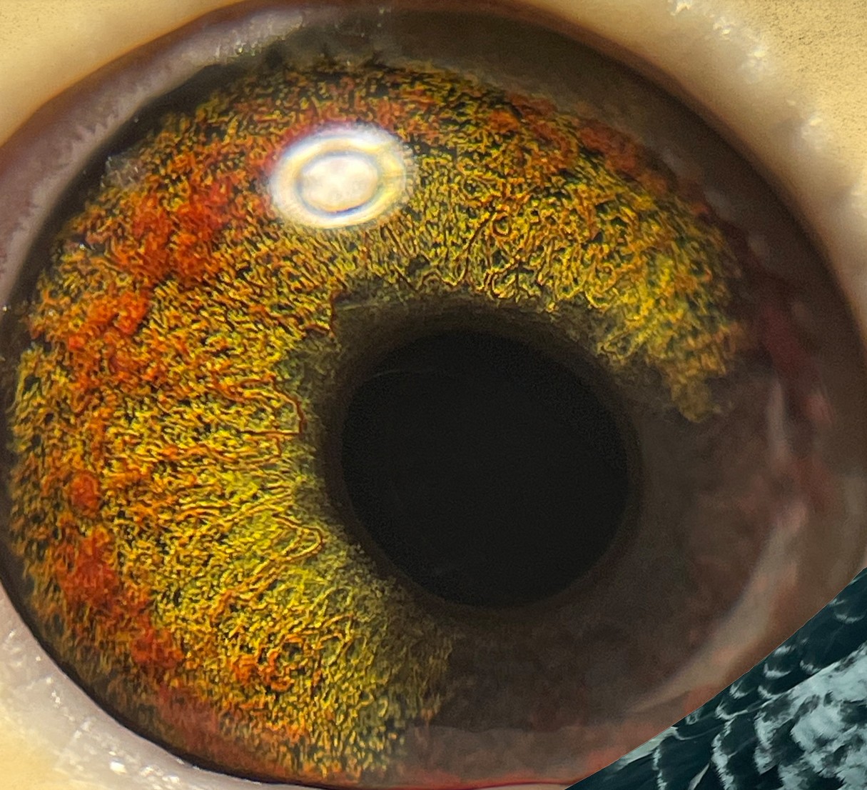 LOT 3: ZA VPU 7206/24 (C) - “ SUPER TOM LOCK “- Superb handler! Good ...