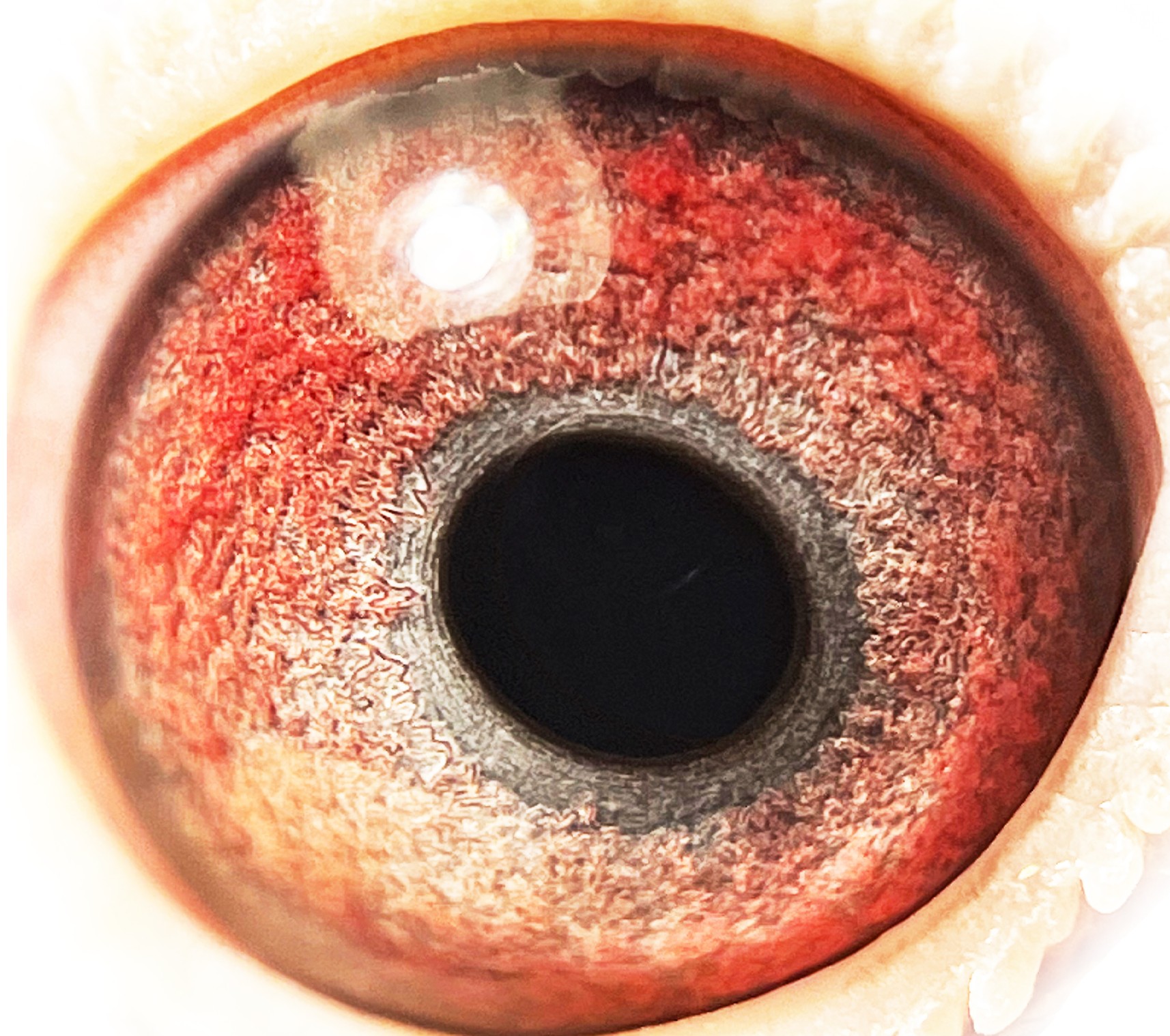 LOT 1: ZA VPU 1659/24 (H) - “ NEW ROSITA 1659 “ - A beautifull young ...