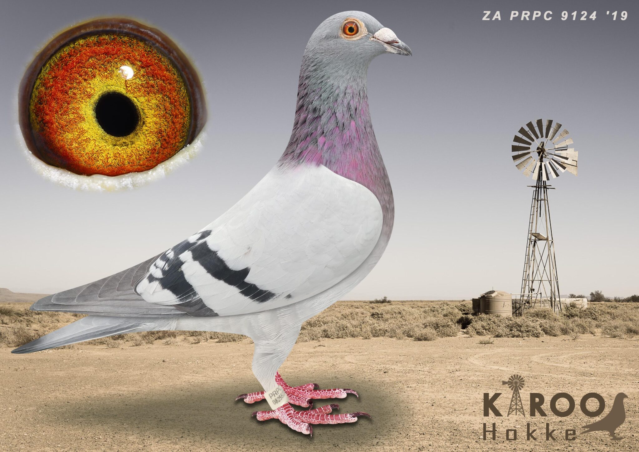 LOT 2: ZA 19 9124 (H) - 810 SABLON COLLECTION - Bred for stock by Alwyn ...