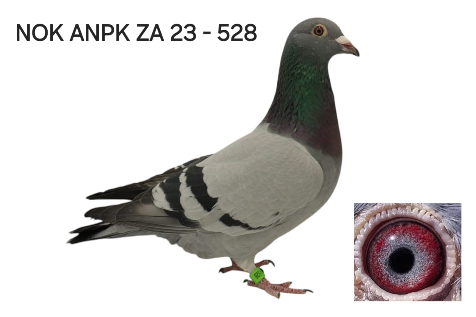 LOT 9: ZA 23 NOK ANPK 528 (H) - Oscar - THE SIRE: Oscar - THE DAM ...