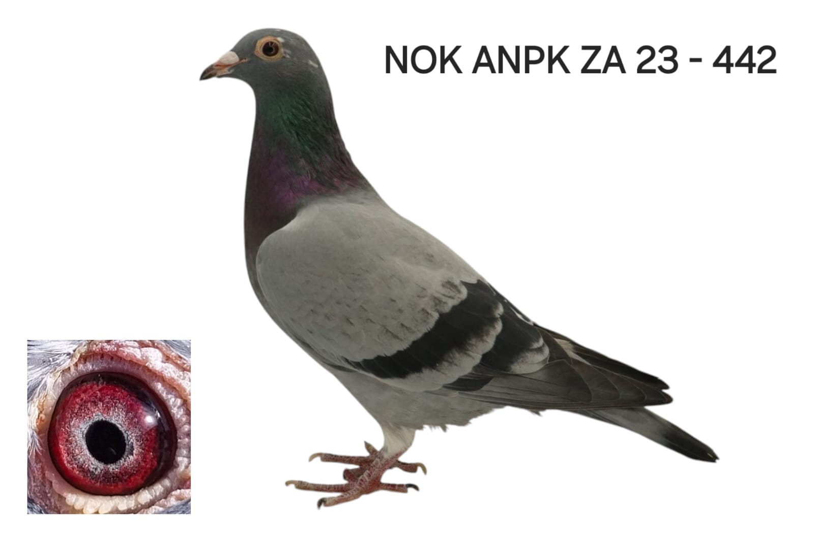 LOT 5: ZA NOK ANPK 442 (H) -Cattrysse - THE SIRE: Spesiaal ingeteel ...