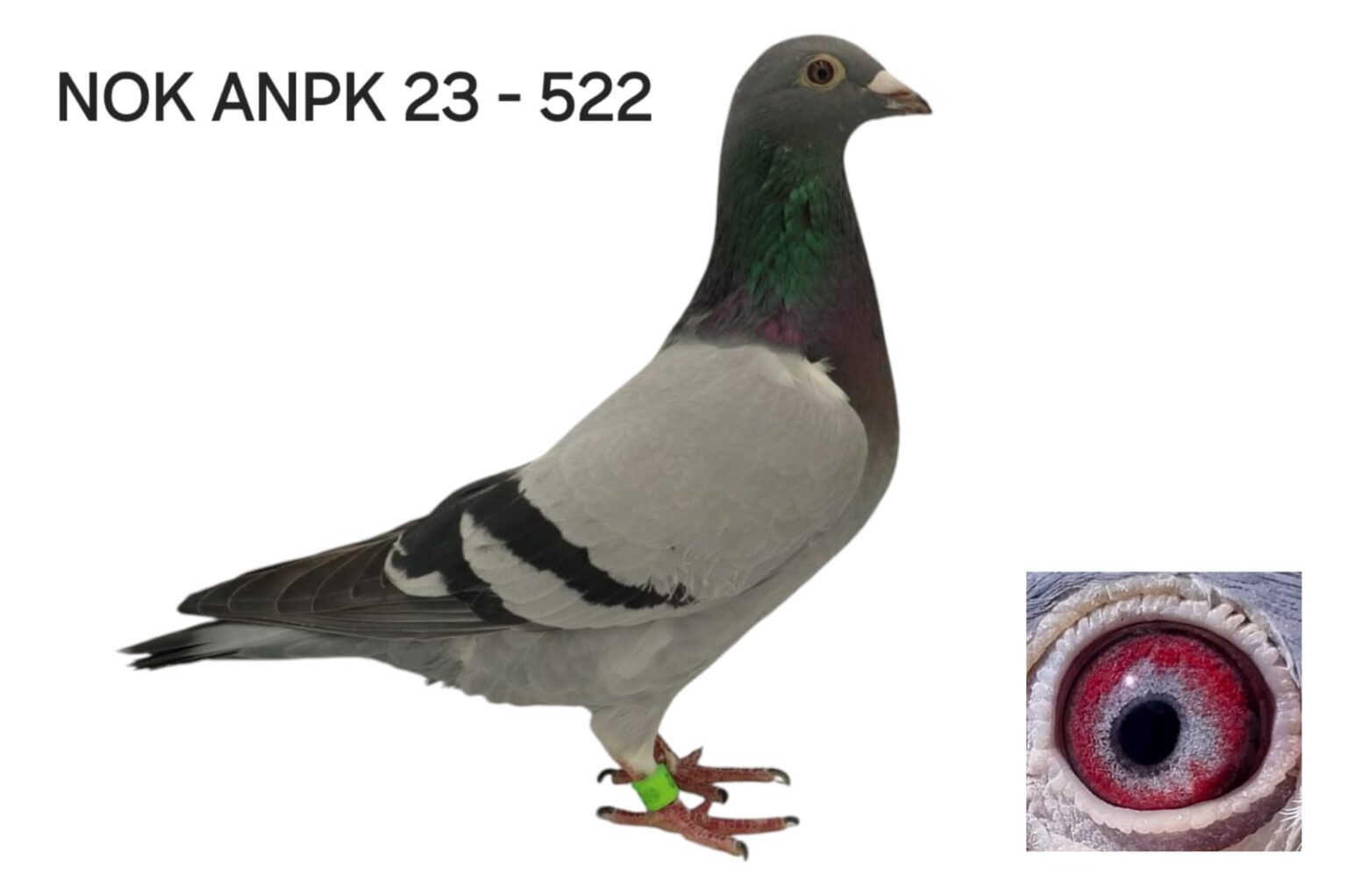 LOT 6: ZA 23 NOK ANPK 522 (H) - Oscar - THE SIRE: BLOU oog Oscar - THE ...