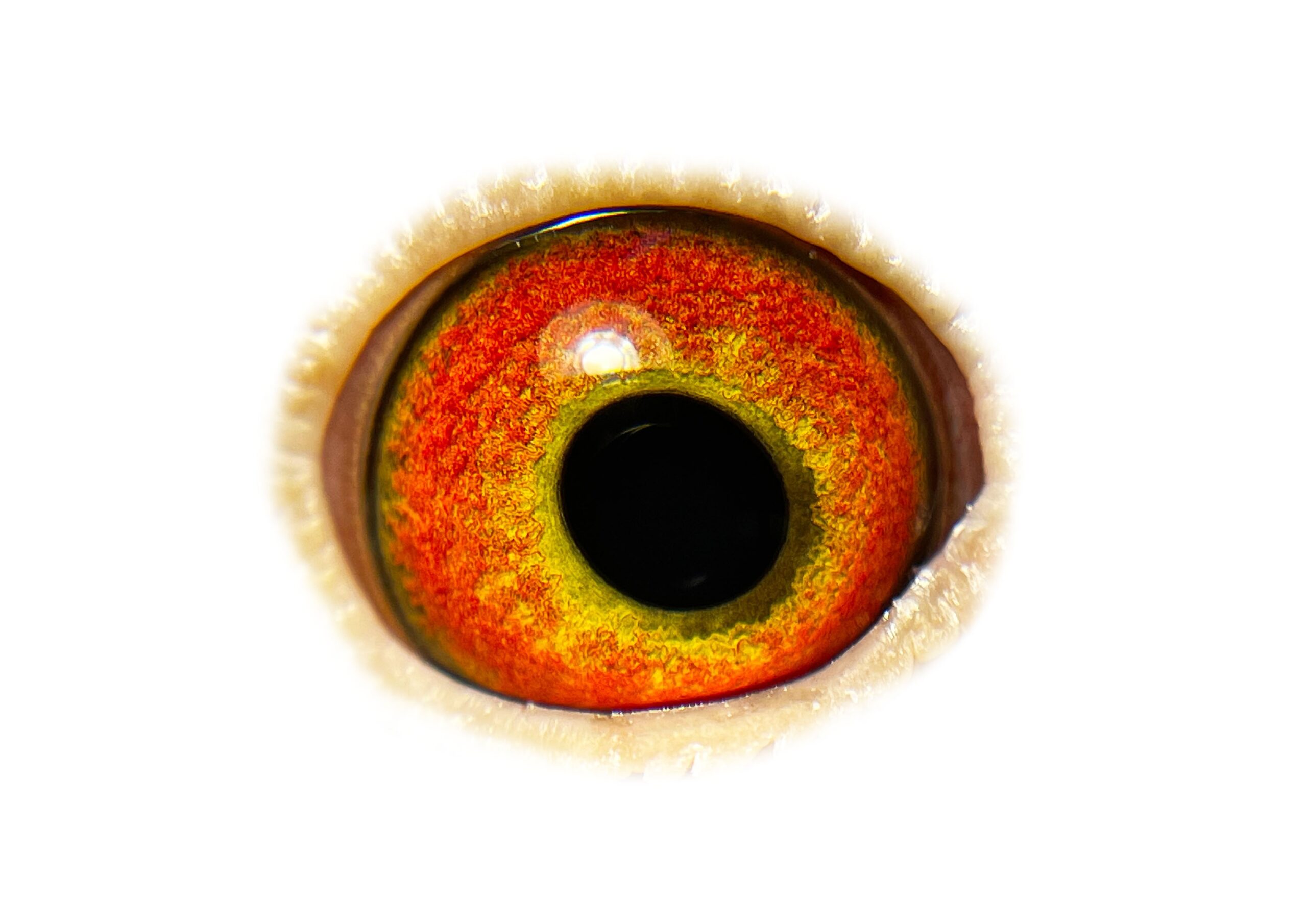 LOT 10: ZA TURFPETS 0867/24 (C) - “ NEW KONING 810 “ - Nice handler ...