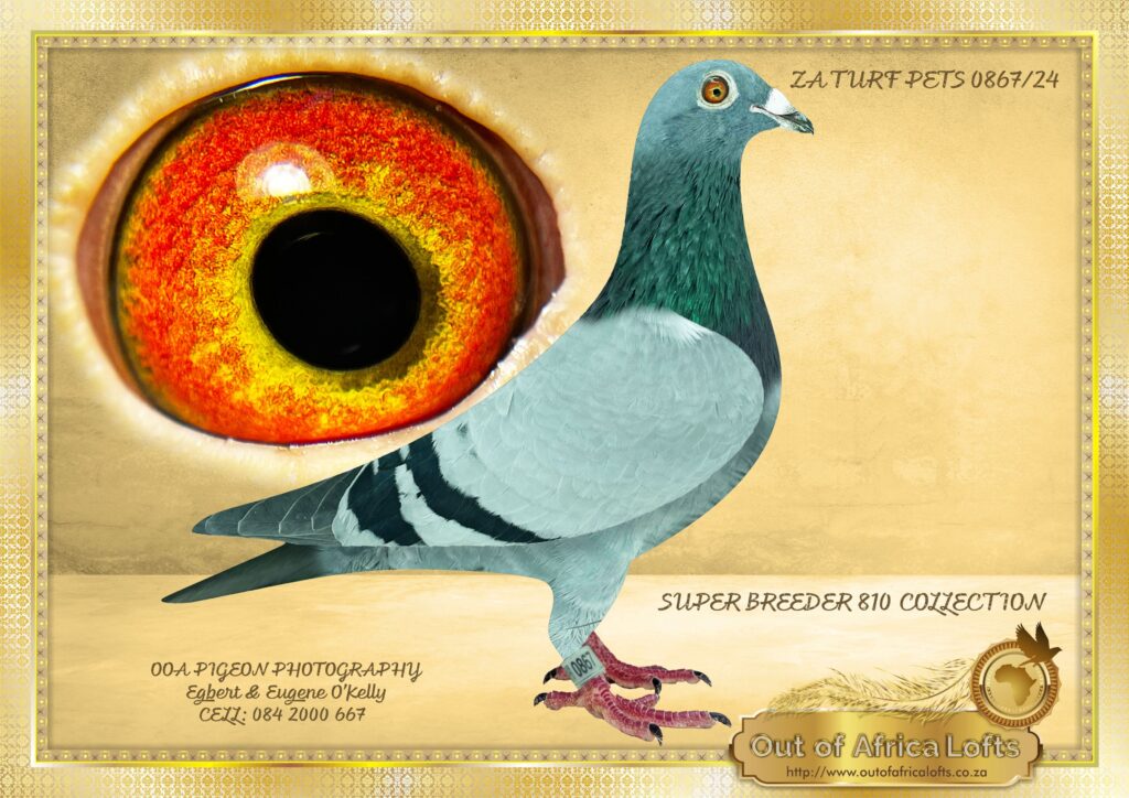 LOT 10: ZA TURFPETS 0867/24 (C) - “ NEW KONING 810 “ - Nice handler ...