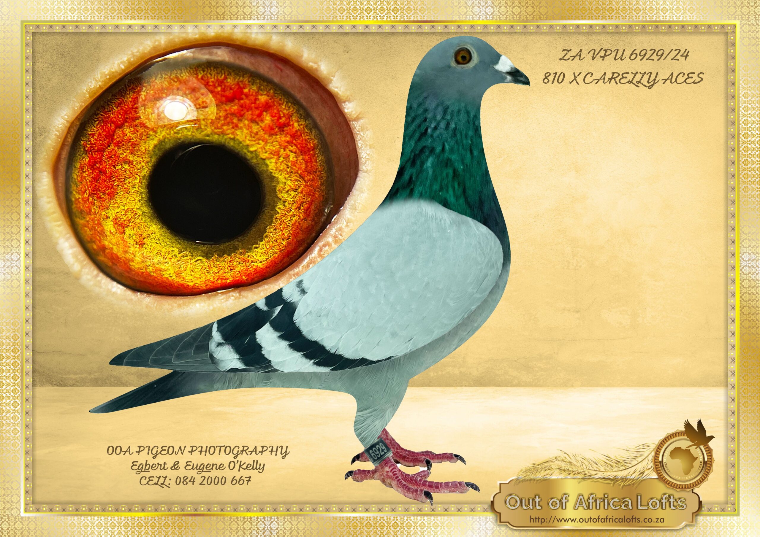 LOT 14: ZA VPU 6929/24 (H) - “ ACES TO ACES “ - Daughter and grand ...