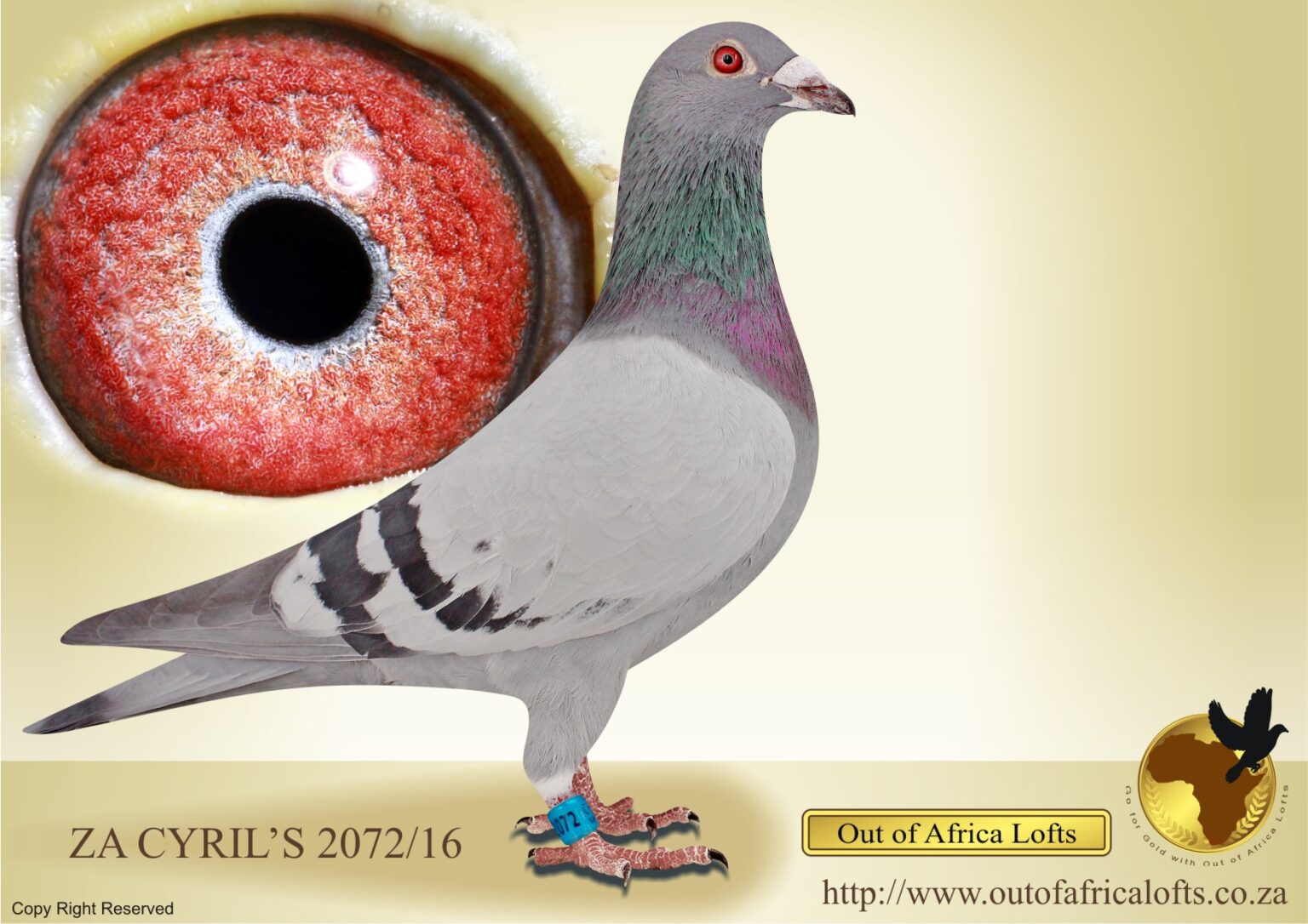 LOT 3: ZA CYRILS 2072/16 (C) - “ KELLY’S DREAMER “ - Our DEN DROMER foundation cock. Children ...