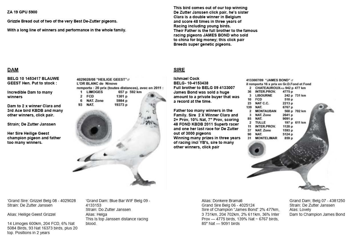 LOT 1: ZA 19 GPU 5900 (H) - STUDY THE PEDIGREE WELL - THIS PIGEON IS ...