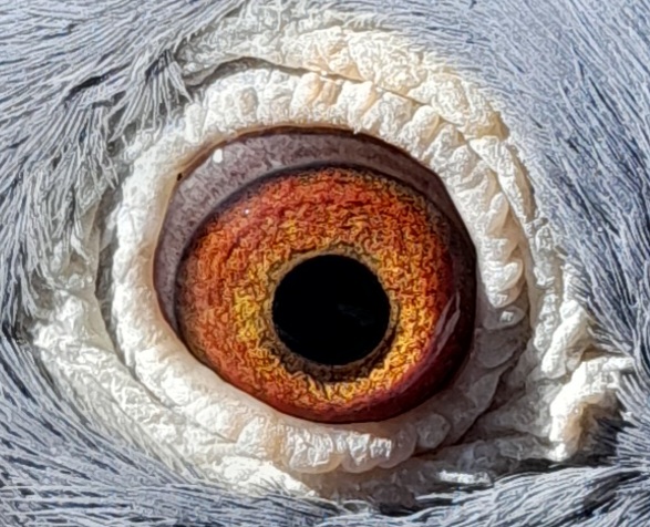 LOT 3: ZA 17 SVPV 2638 (H) - Aelbrecht/De Rauw Sablon - Purchased from James van der Linde. Bred ...