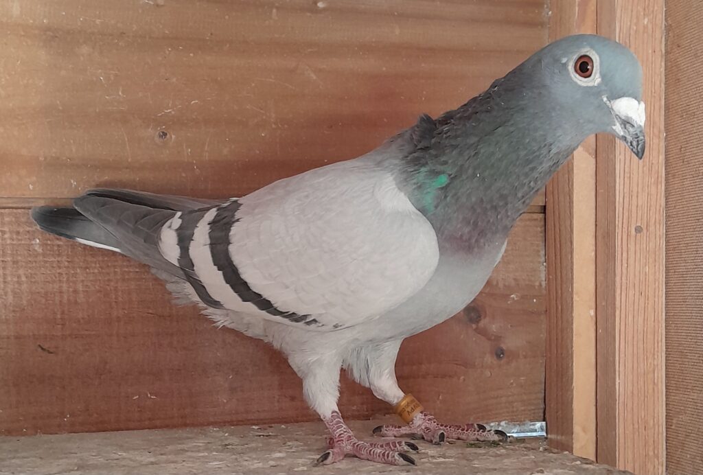 LOT 3: ZA 17 SVPV 2638 (H) - Aelbrecht/De Rauw Sablon - Purchased from James van der Linde. Bred ...