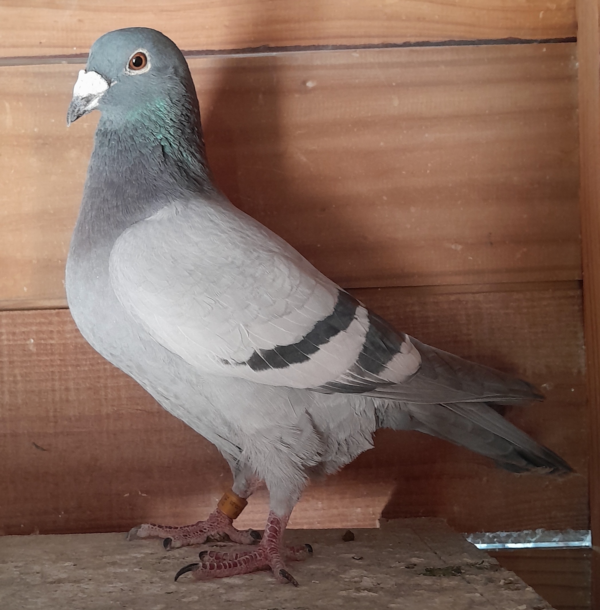 LOT 4: ZA 17 SVPV 2816 (H) - Aelbrecht/ De Rauw Sablon/ Tom Lock - Purchased from James van der ...