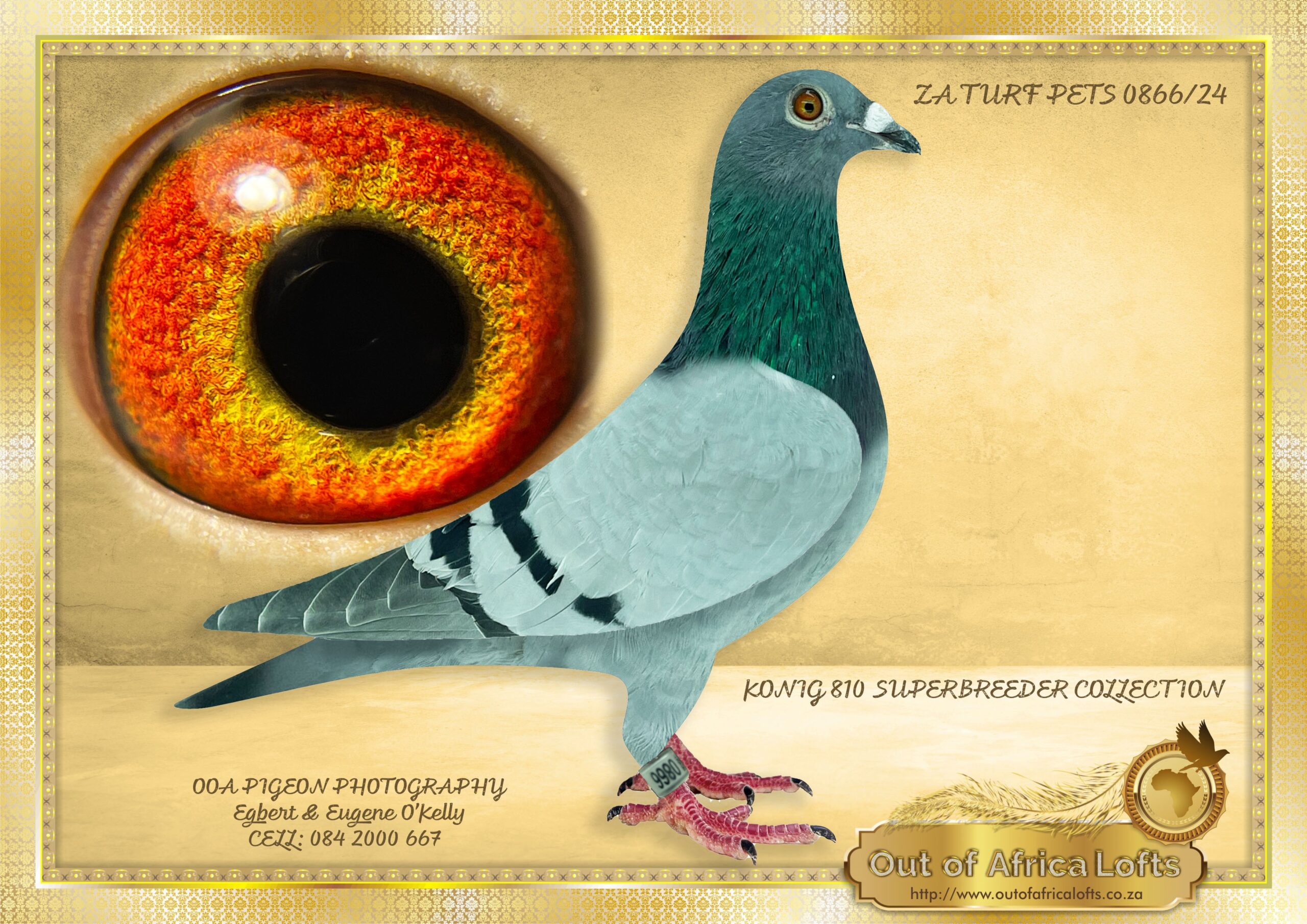 LOT 10: ZA TURFPETS 0866/24 (H) - “ QUEEN OF 810’S “ Nice handler ...