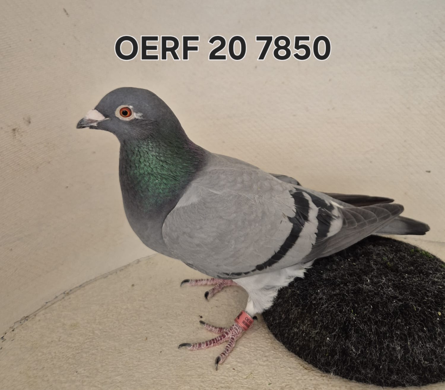 LOT 28: ZA 20 OERF 7850 (H) - Full Sister 'TOP GUN' 2x TOP 10 Carnival ...