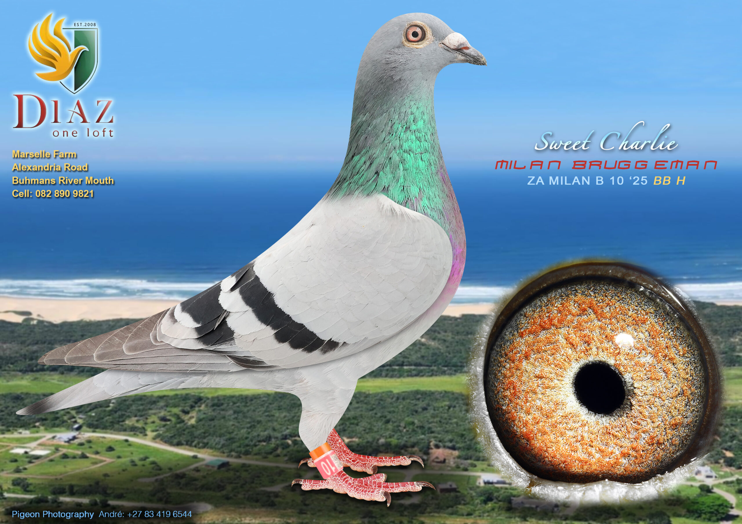 LOT 50: ZA 10 MILAN B 2025 (H) - ENTERED BY: MILAN BRUGGEMAN - 20TH ...