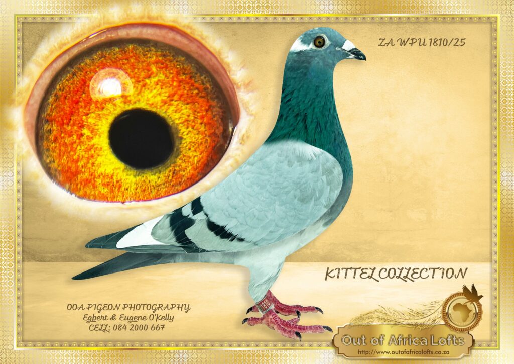 LOT 13: ZA WPU 1810/25 (H) - “ KITTEL 1810 “ - Both parents showing ...