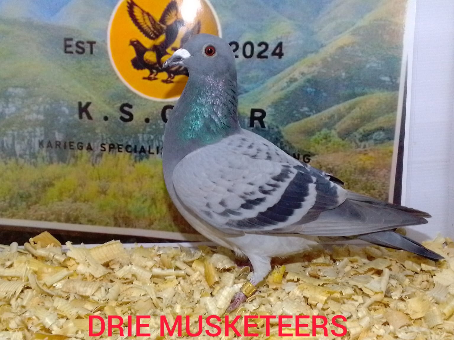 LOT 10: ZA-2024 KAROOMILLION-7 - ENTERED BY: DRIE MUSKETEERS - 10TH ACE ...