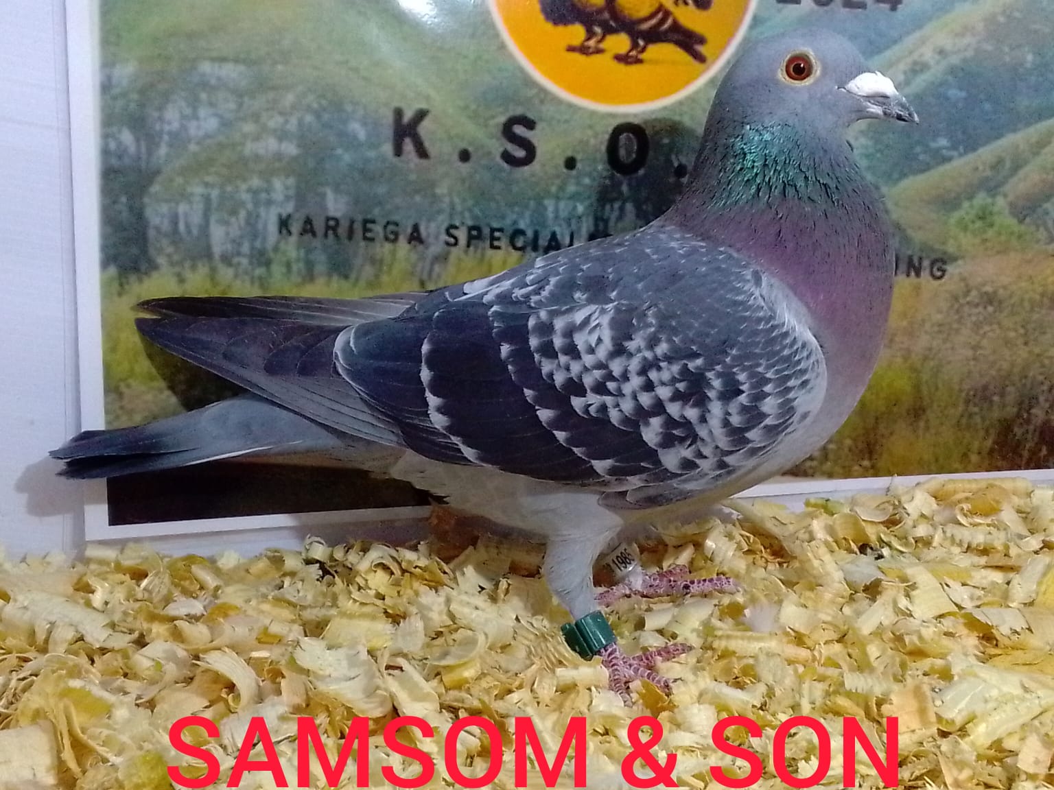 LOT 11: ZA-2024 OPDPK-1985 - ENTERED BY: SAMSON + SONS - 11TH ACE BIRD ...