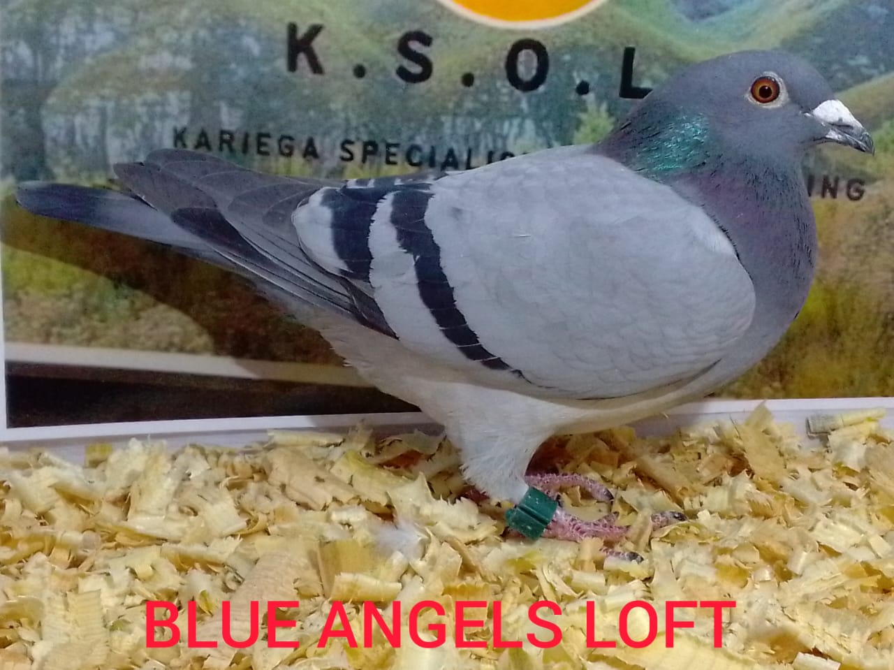 LOT 9: ZA-2024 SLIM-3225 - ENTERED BY: BLUE ANGELS LOFT - 9TH ACE BIRD ...