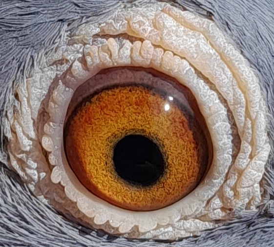 LOT 2: 20 ZA 344986 (H) - Ganus - Bred from the Best Bloodlines of Mike ...