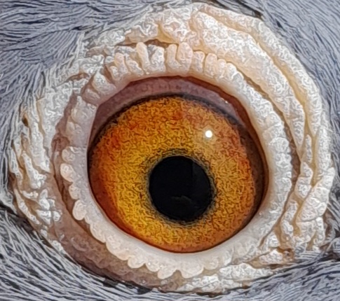 LOT 2: 20 ZA 344986 (H) - Ganus - Bred from the Best Bloodlines of Mike ...