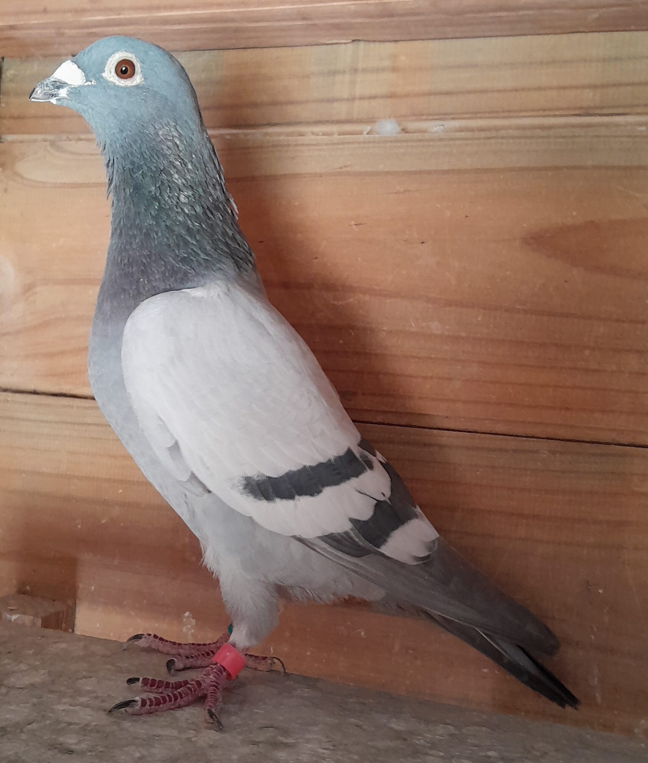 LOT 3: 21 ZA 08593 (C) - Ganus/Triple J Lofts - Bred from the Best ...