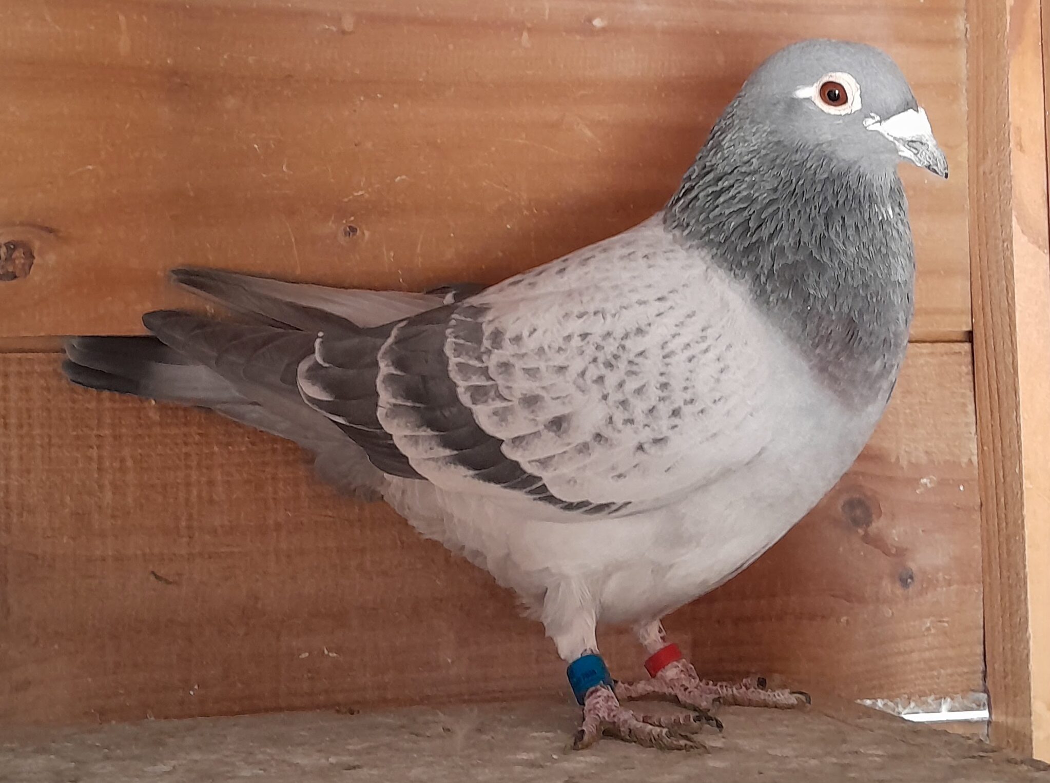 LOT 4: 21 ZA GRT 1197 (C) - Ganus/ Triple J Lofts. - Good Racer ...