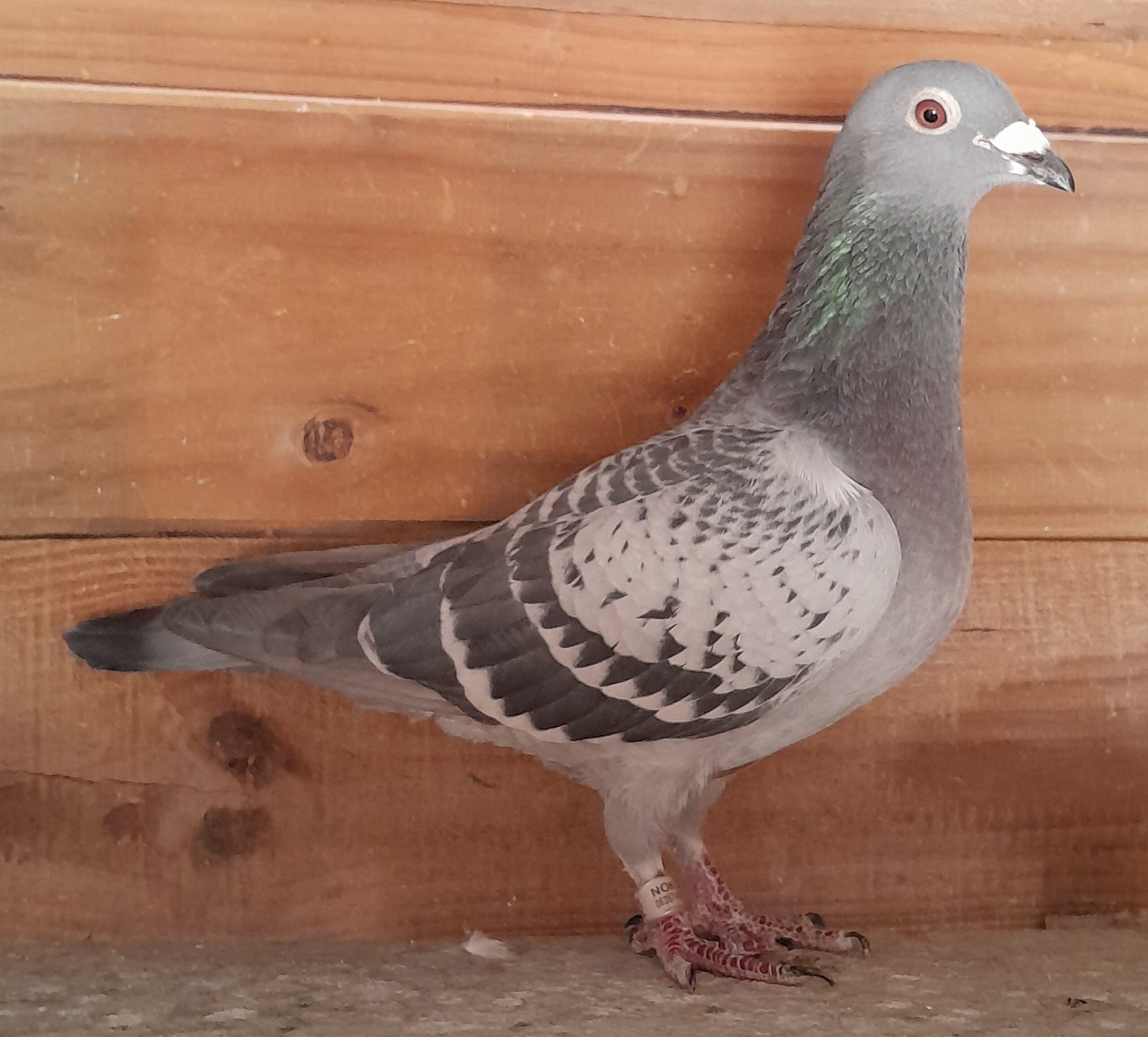 LOT 2: 19 ZA NOK 2762 (H) - Mike Ganus/Putterie/Wegge - Excellent Racer ...