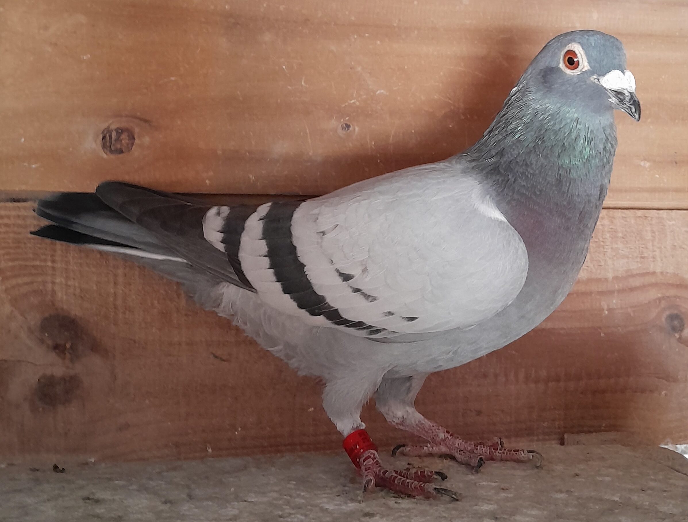 LOT 1: 20 ZA 344937 (H) - Ganus - Bred from the Best Bloodlines of Mike ...