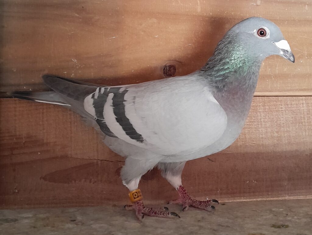 LOT 7: 22 ZA KWU/M 352 (H) - Birdy/ 222/ Janssen/ Lock/ Aarden/ Koopman ...