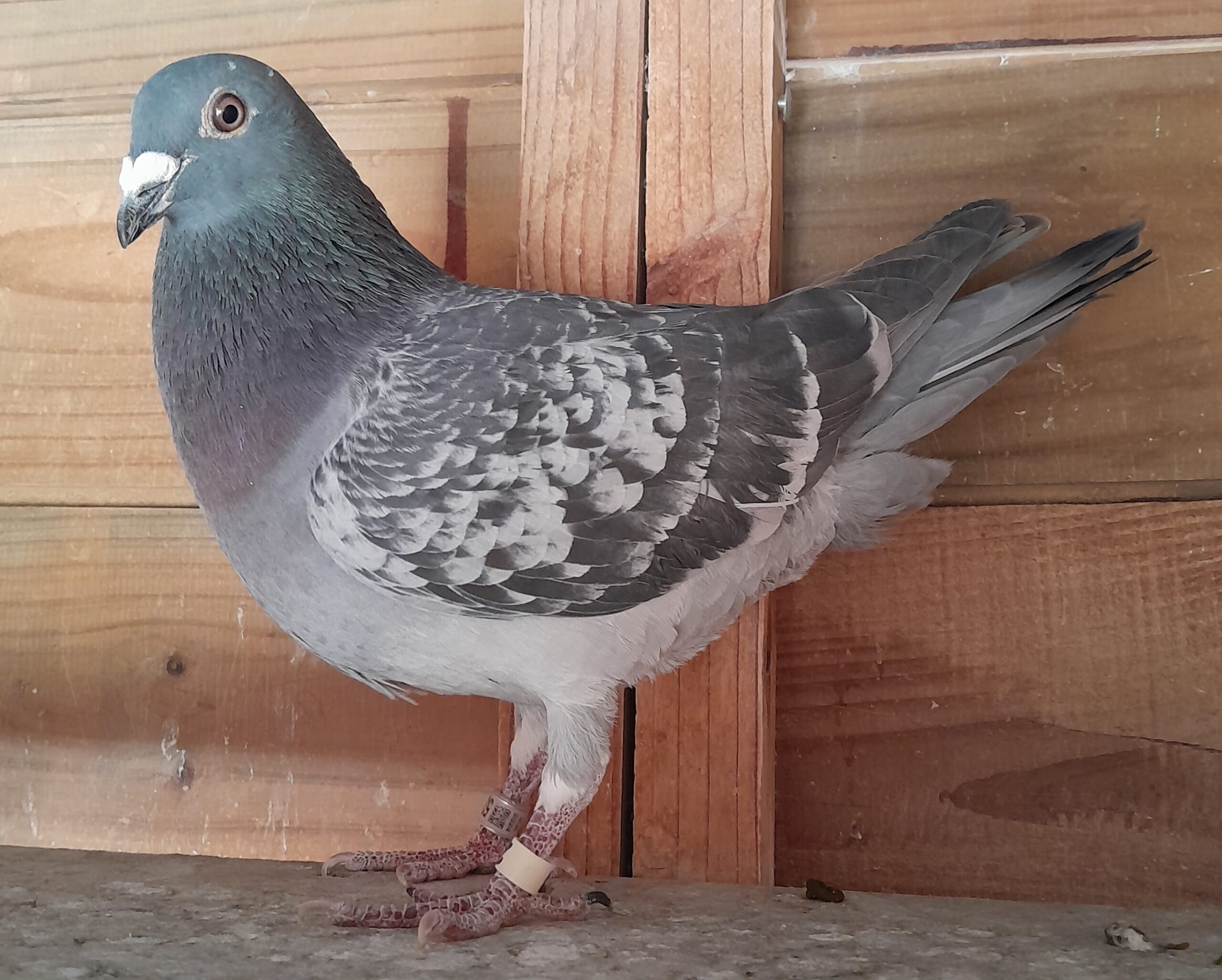 LOT 10: 24 ZA KWU 53 (C) - Ganus/ Norman/ De Norre/ Waldow - Line-Bred ...