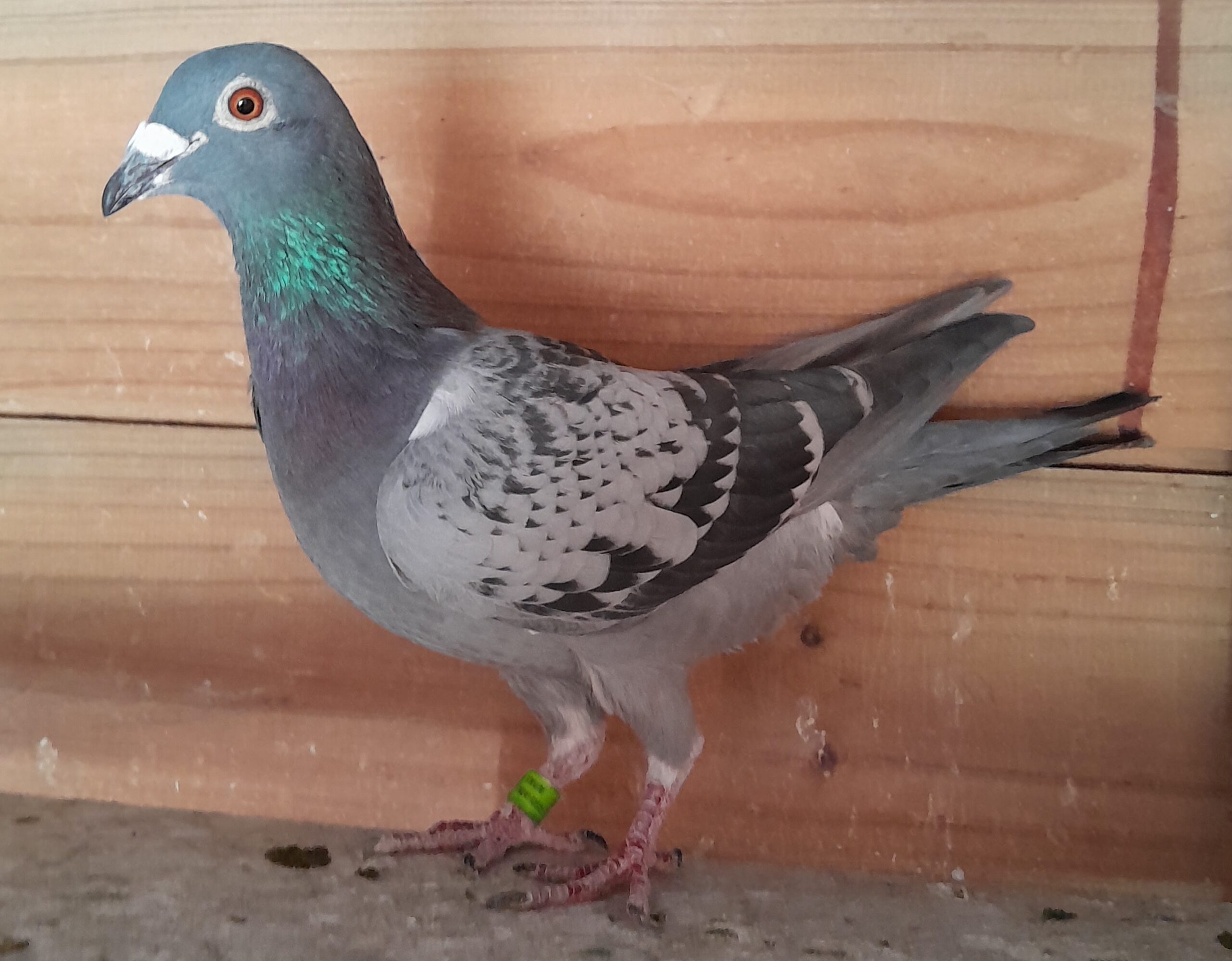 LOT 12: 23 ZA KWU/M 556 (H) - Ganus/ Triple J Lofts/ Putterie -Bred ...